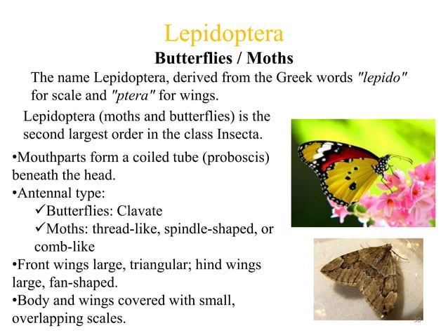 Insects orders | PPTX