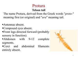 Protura