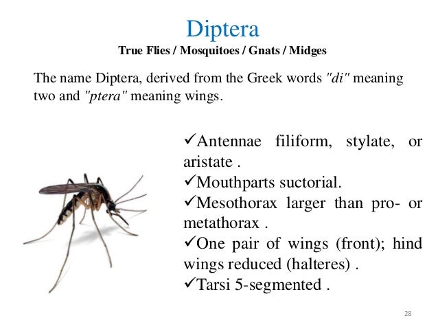 Insects Meaning