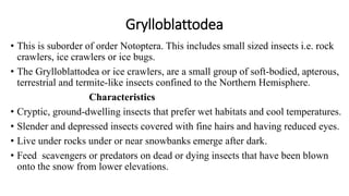 Insect order resham sir | PPT