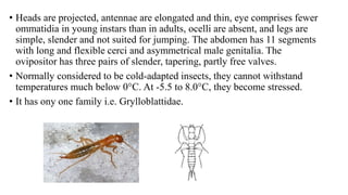 Insect order resham sir | PPT