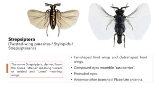 Insect orders | PDF | Birdwatching | Hobbies & Interests