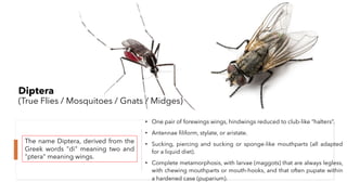 Insect orders | PDF