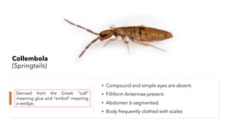 Insect orders | PDF