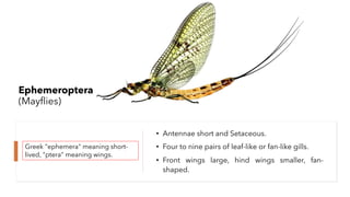 Insect orders | PDF