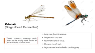 Insect orders | PDF