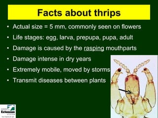 Insect Orders to Know for Master Gardeners | PPT | Beekeeping | Hobbies ...