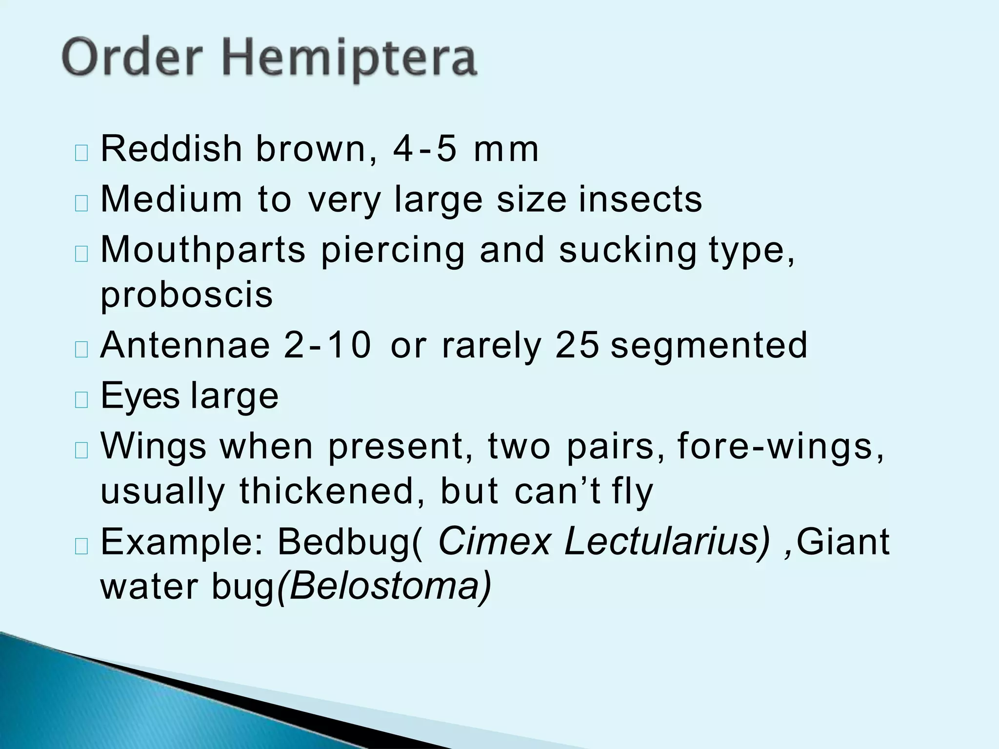 Insect orders by uzma nihar | PPTX