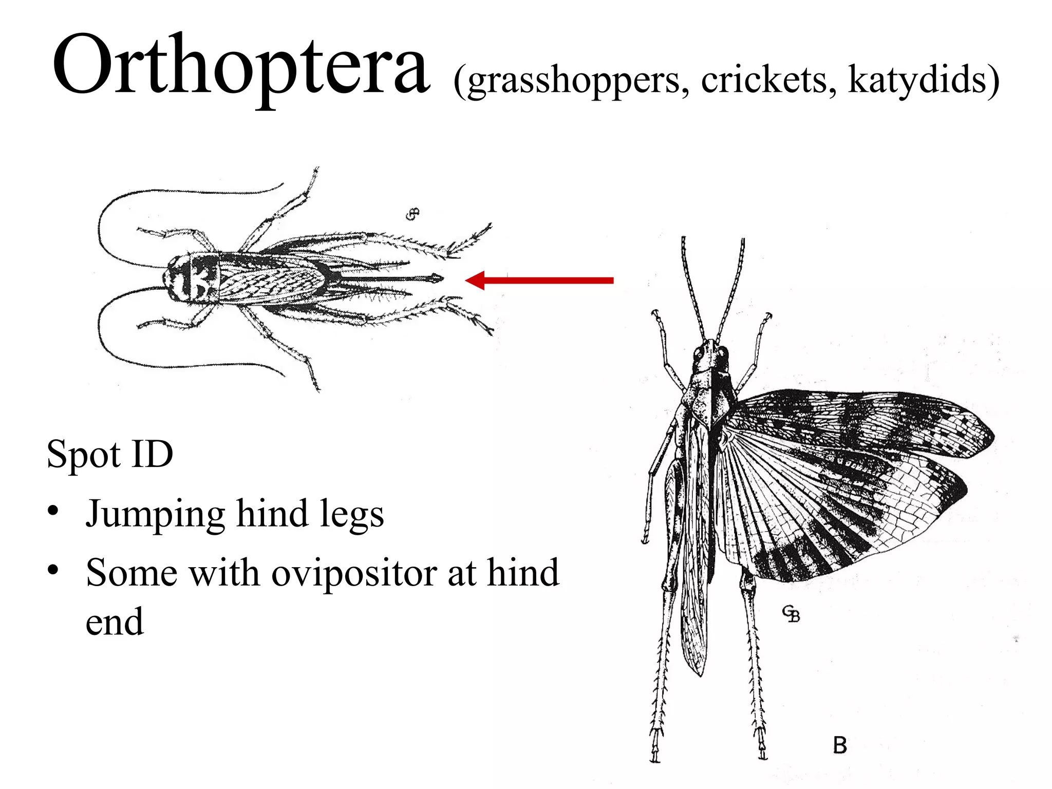Insect orders | PPT