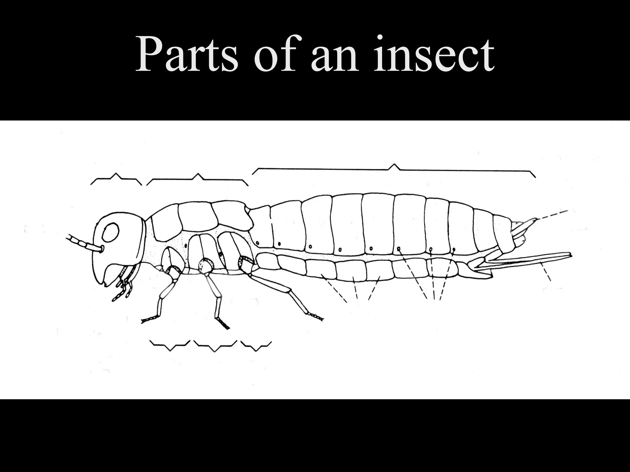 Insect orders | PPT