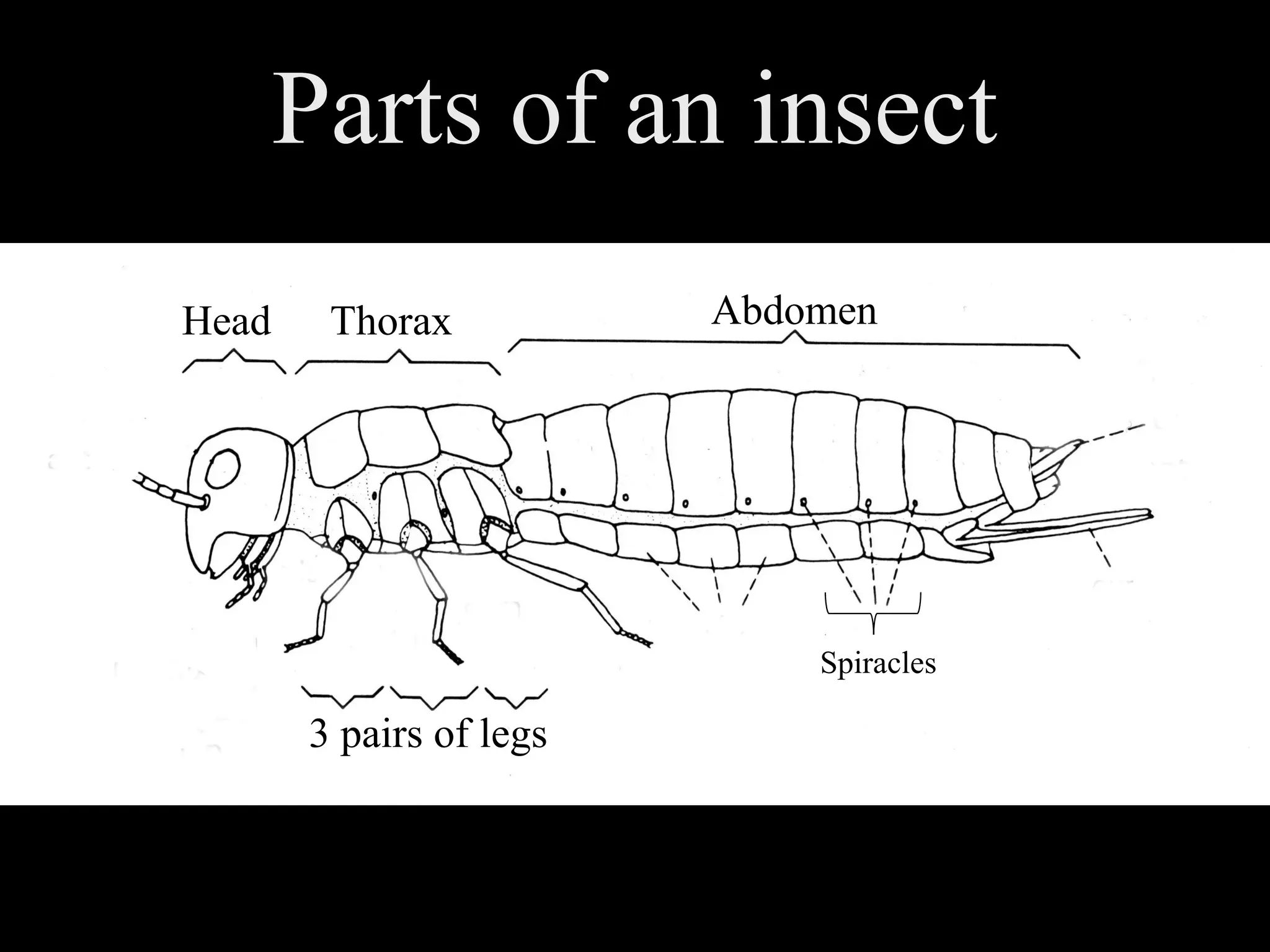 Insect orders | PPT
