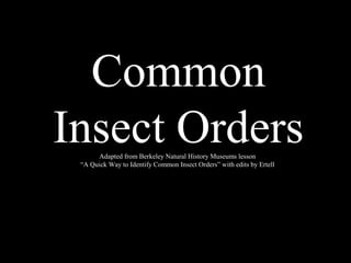 Insect orders | PPT
