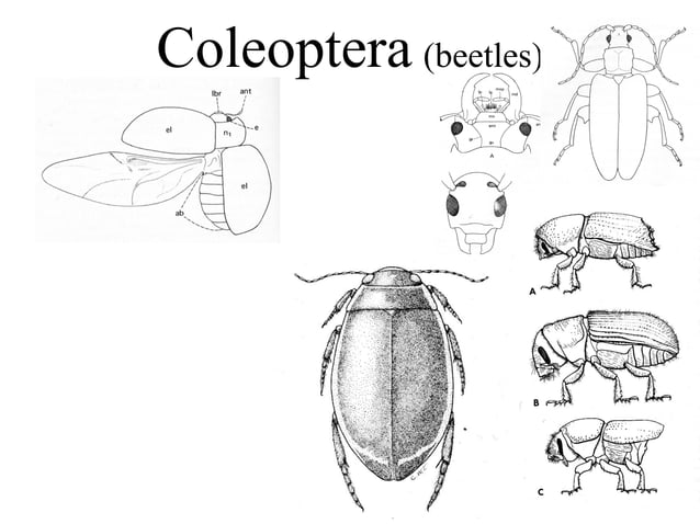 Insect orders | PPT