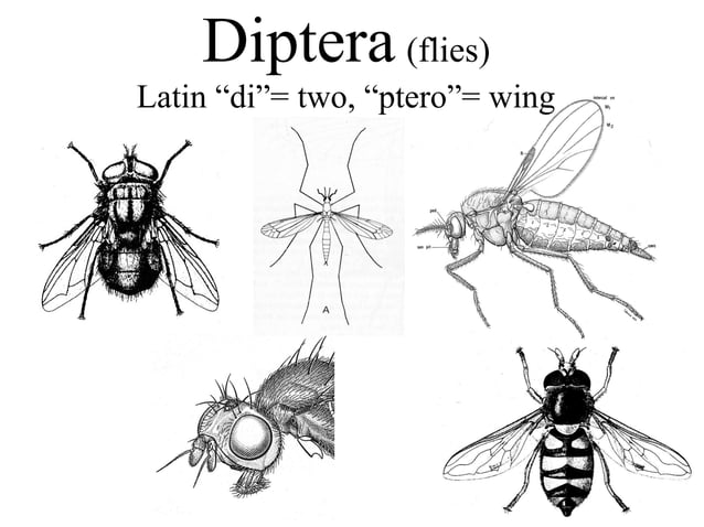 Insect orders | PPT