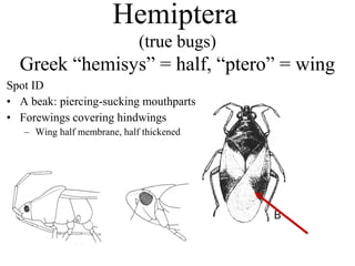 Insect orders | PPT