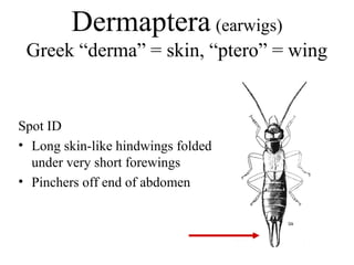 Insect orders | PPT
