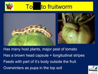Tomato Insect Pests ID | PPT