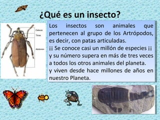 Insectos | PPS