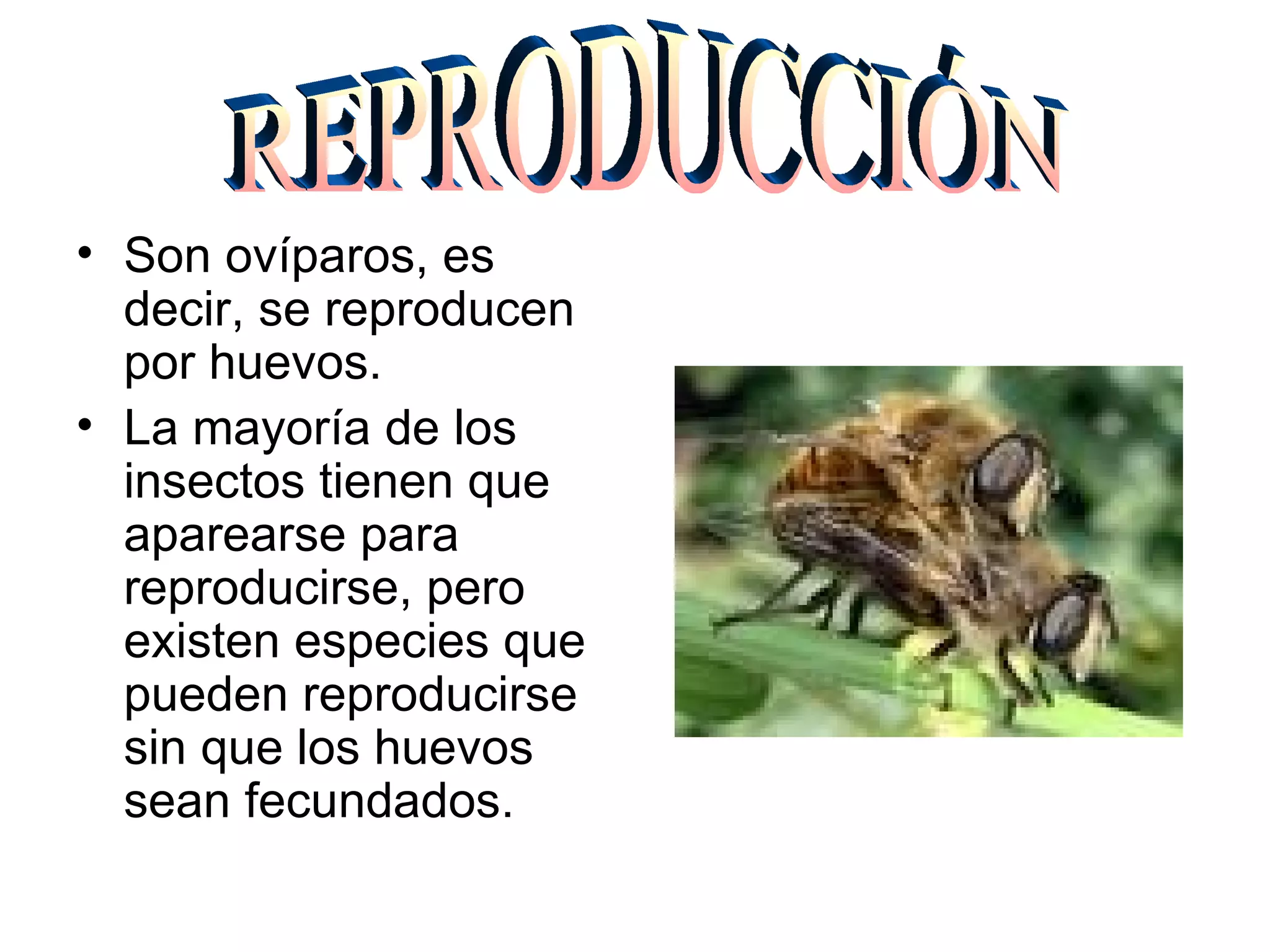 Insectos | PPT