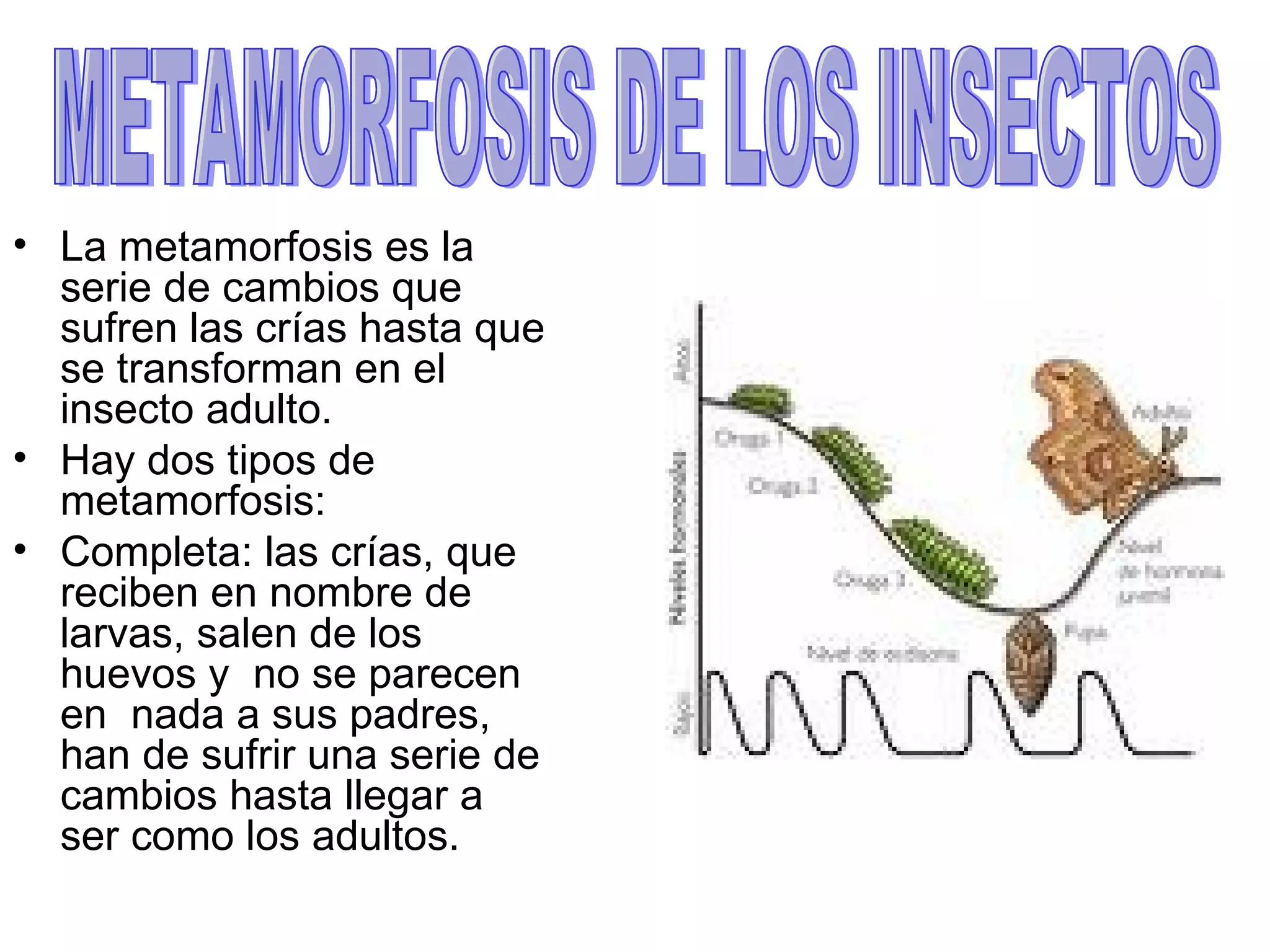 Insectos | PPT