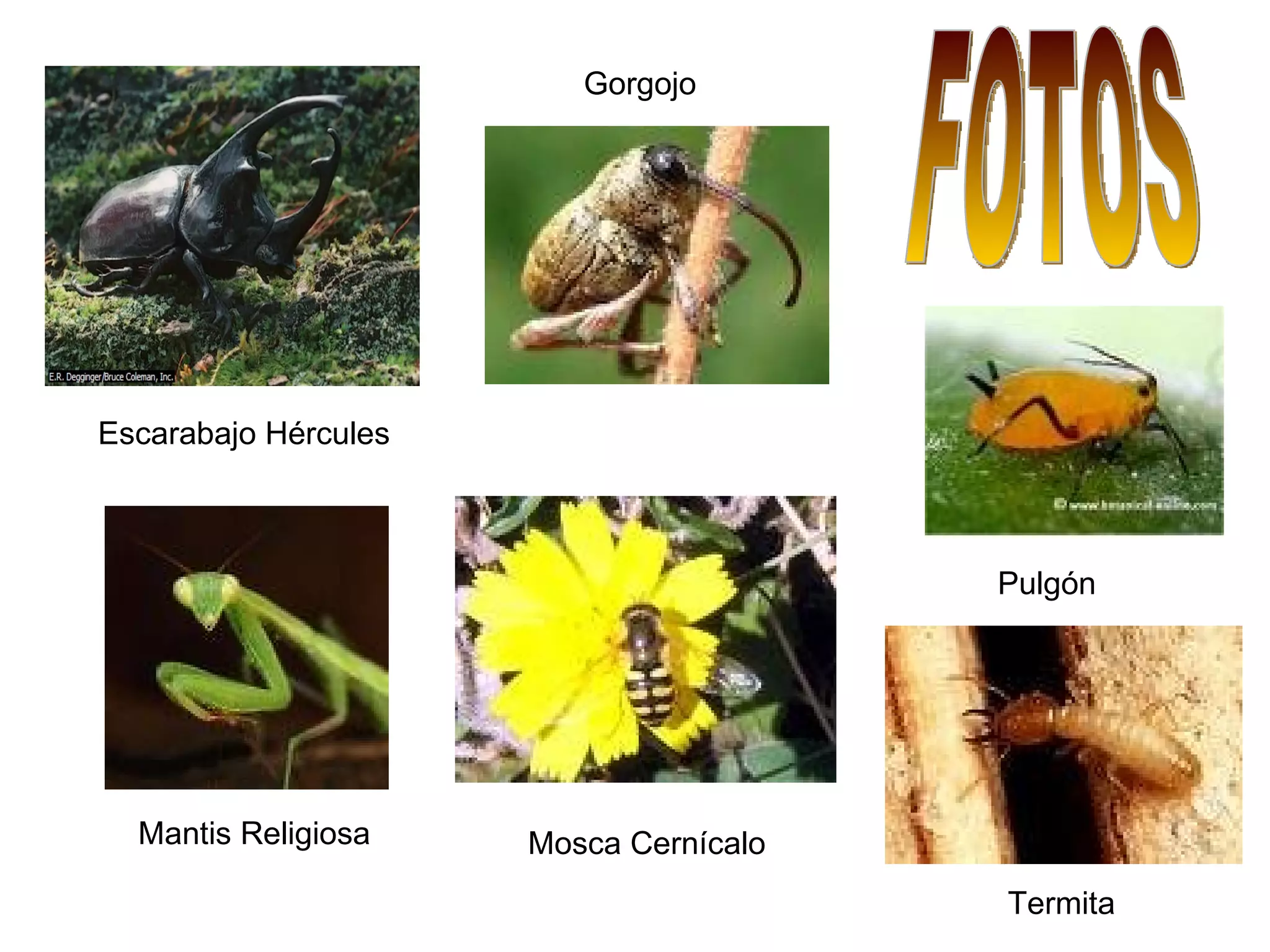 Insectos | PPT