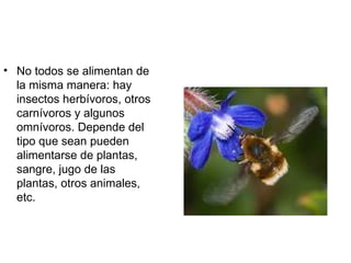 Insectos | PPT