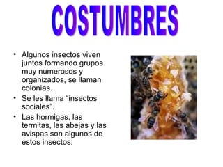 Insectos | PPT