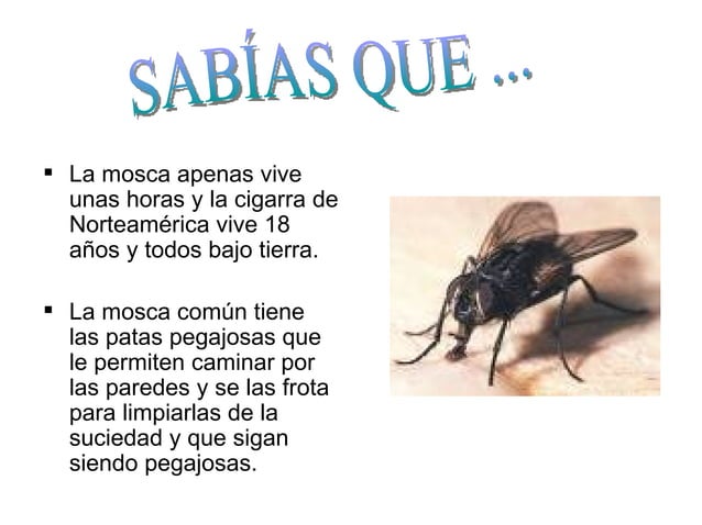 Insectos | PPT