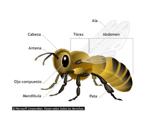 Insectos | PPT
