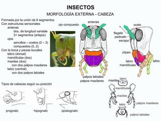 Insectos. generalidades | PDF