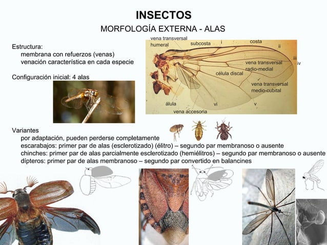 Insectos. generalidades | PPT