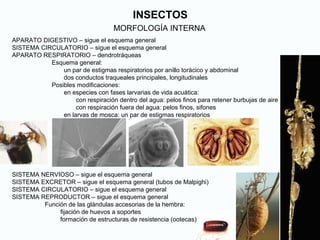 Insectos. generalidades | PDF