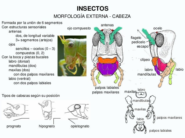 AMIGOS PARA SIEMPRE: Entomología agrícola