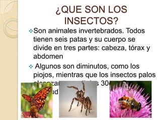 Insectos | PPTX