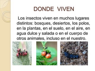 Insectos | PPTX