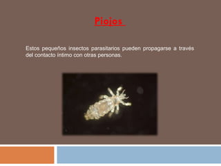Insectos Benéficos y Dañinos | PPTX