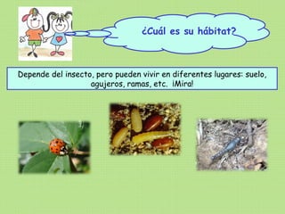 Insectos | PPT
