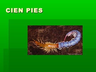 INSECTOS | PPT