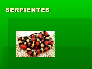 INSECTOS | PPT