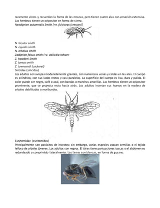 Insectos | DOCX