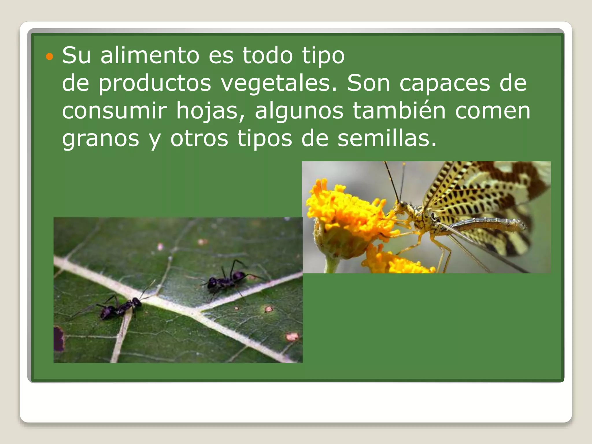 Insectos | PPT