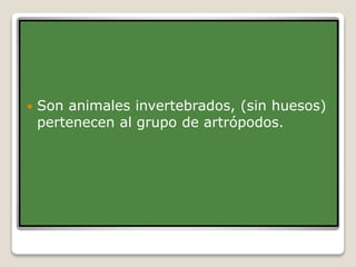 Insectos | PPTX