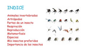 Insectos | PPTX
