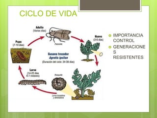 INSECTOS.pptx