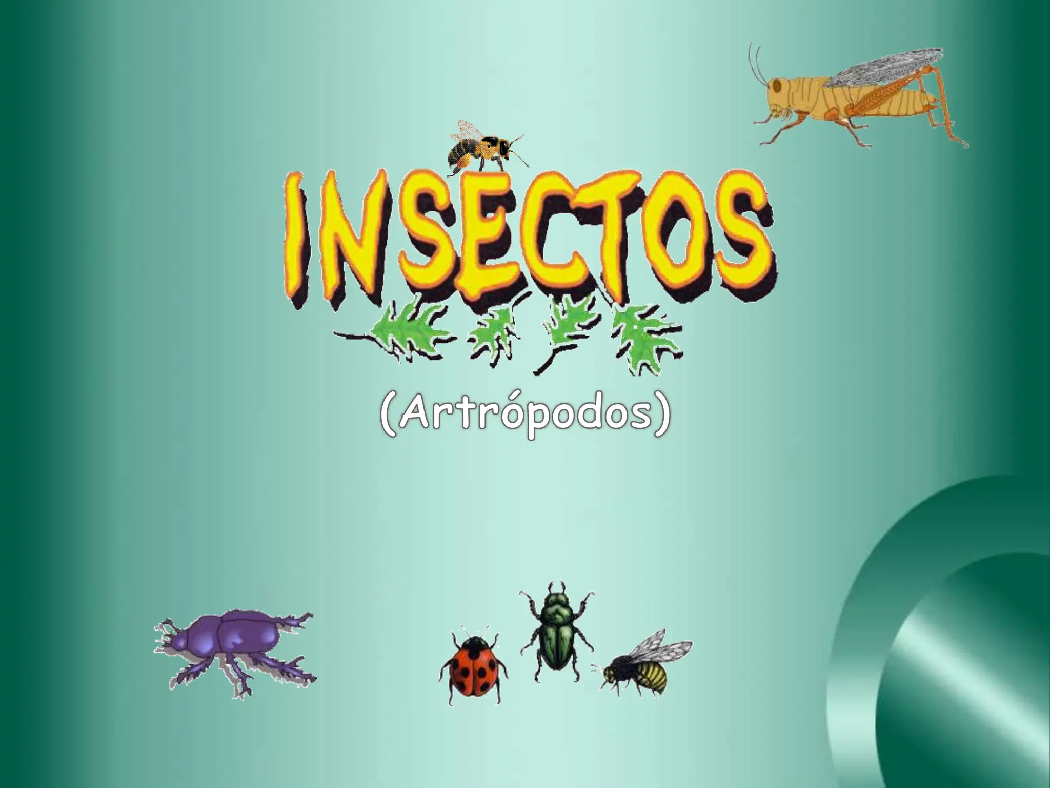 Presentación invertebrados insectos.pdf