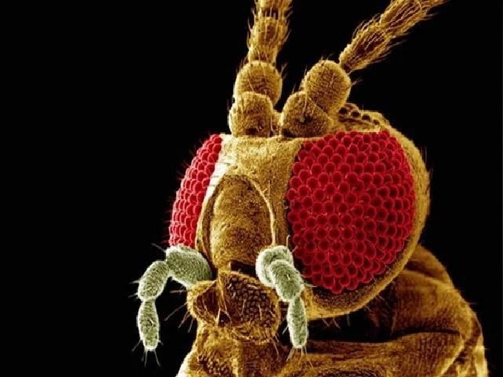 Insectos Bajo El Microscopio