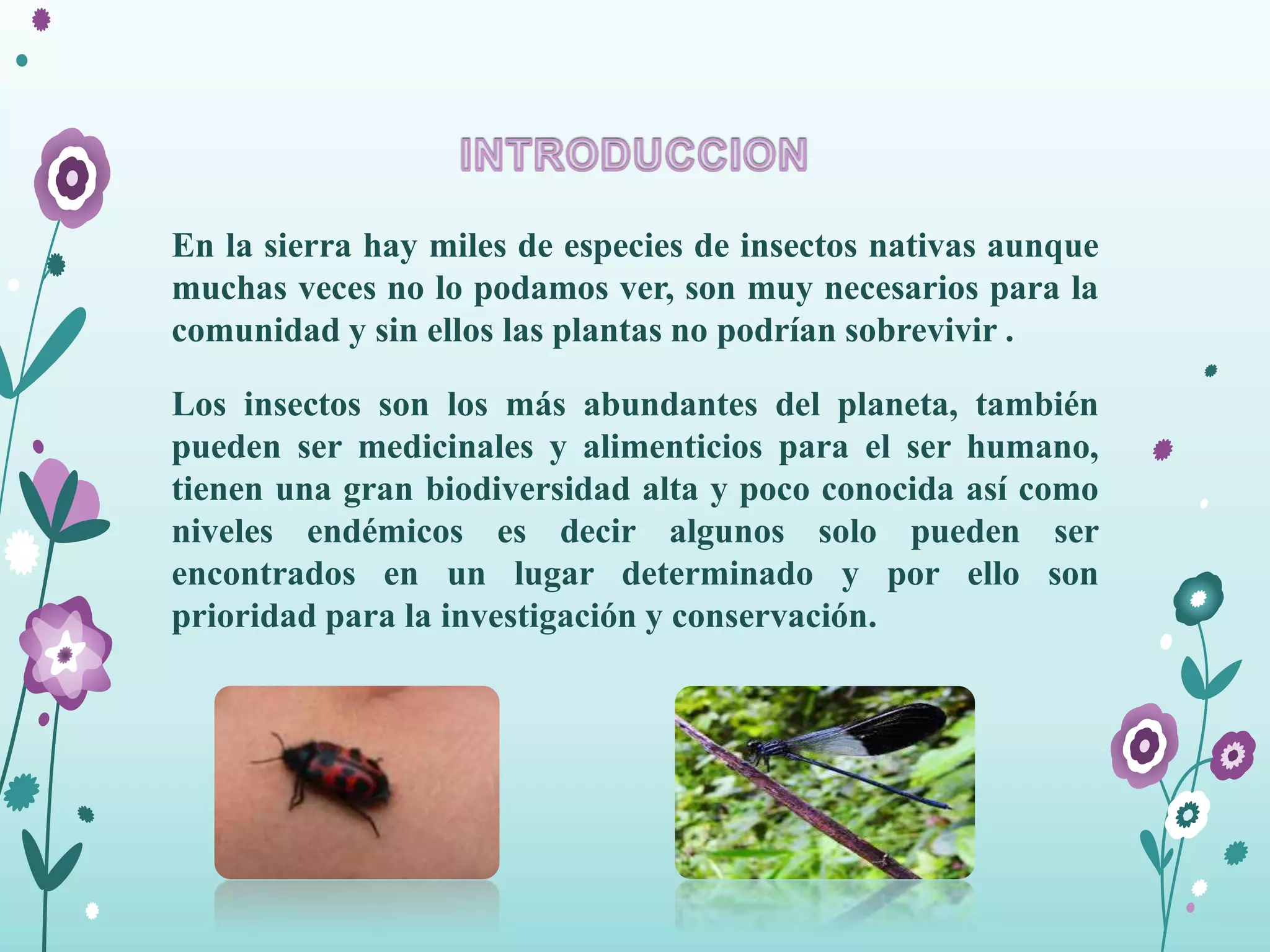 Insectos de-la-sierra-ecuatoriana | PPTX