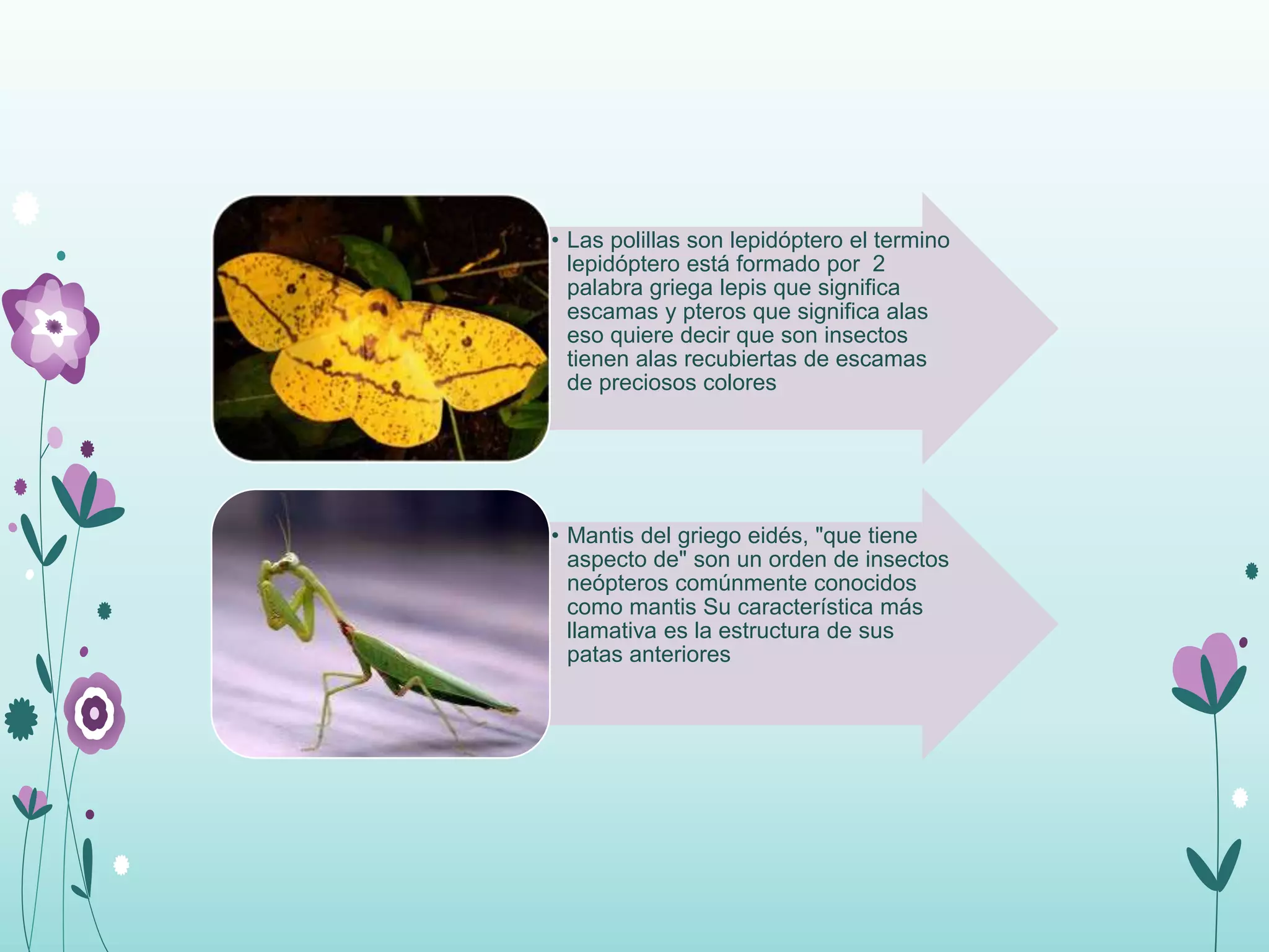 Insectos de-la-sierra-ecuatoriana | PPTX