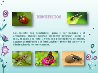 Insectos de-la-sierra-ecuatoriana | PPTX