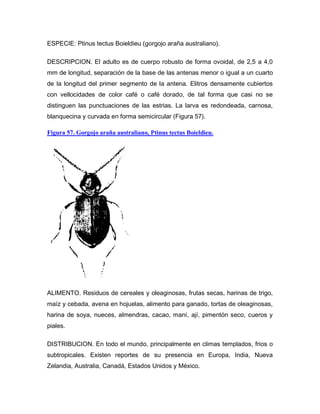 Insectos que-dac3b1an-granos-productos-almacenados | PDF